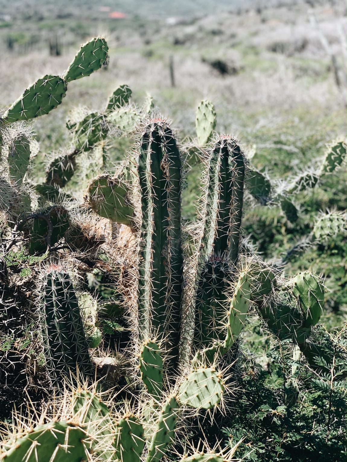 The Complete Curaçao Travel Guide - Wanderful Stories